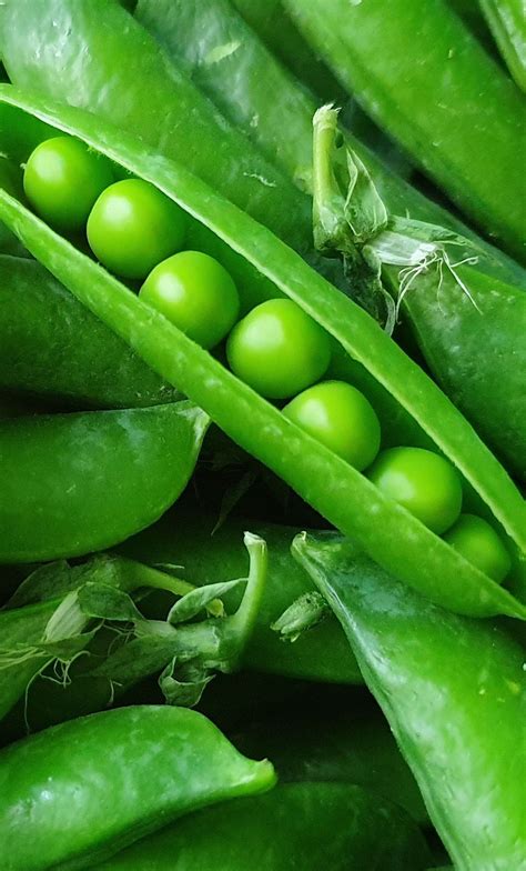 Sugar Snap Peas Artofit