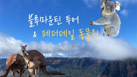 🇦🇺호주 Vlog 캥거루 코알라와 함께한 시드니에서의 하루 Youtube