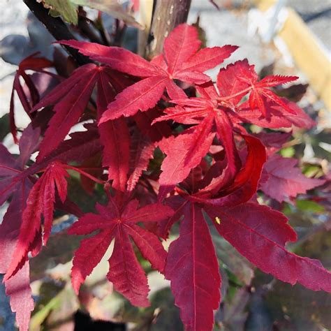 ფლორაჰოლიკი ფლორაჰოლიკი Added A New Photo