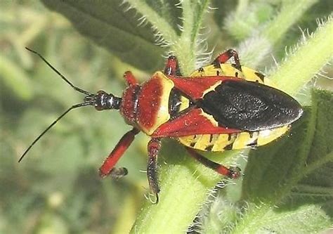 Yellow Bellied Bee Assassin Bug Apiomerus Flaviventris Bugguidenet