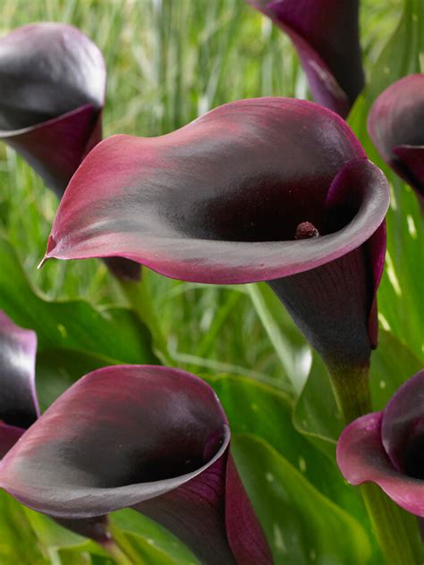 Calla Lily Rudolph Calla Lily Bulbs Dutchgrown™