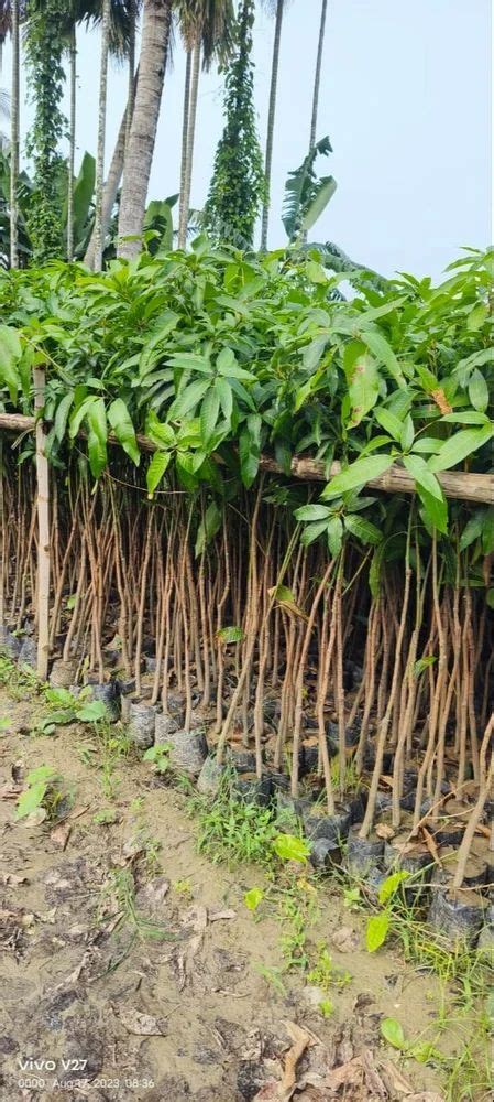 Full Sun Exposure Green Miyazaki Mango Plant For Fruits At Rs 1900