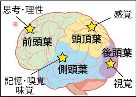 認知症の基礎知識 認知症 医療法人社団 明芳会 横浜新都市脳神経外科病院