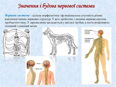 Презентація для 8 го класу Будова нервової системи Центральна і периферична нервова система
