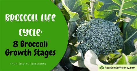 Understanding The Broccoli Life Cycle Your Guide To Broccoli Growth Stages
