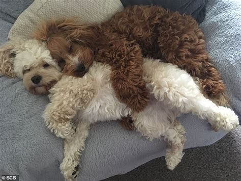 Owners Share Adorable Snaps Of Their Pets Taking Over Their Sofas