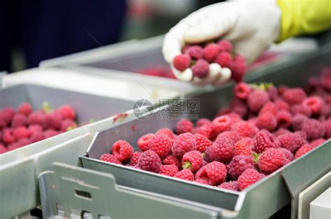 水果分拣工厂高清图片下载 正版图片600362570 摄图网