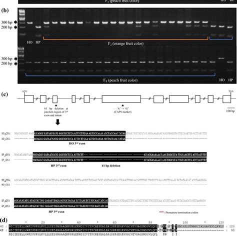 Cosegregation Analysis Of The Dcaps Marker From Snp Chr1 2 And Ccprr2