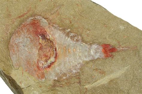 195 Xiphosurida Arthropod With Posneg Horseshoe Crab Ancestor 254037 For Sale