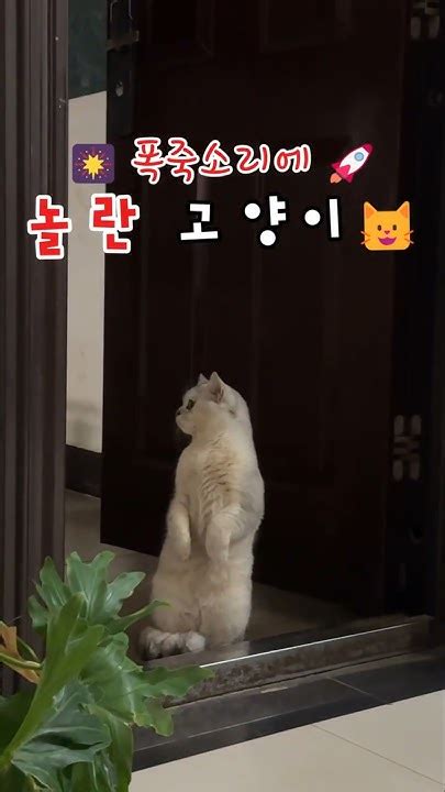 😺🎆🚀밖에서 나는 불꽃놀이 폭죽 소리에 똑바로 일어서서 무슨 소리인가 귀를 쫑긋 세우고 듣고 있는 호기심 천재 고양이 😺🎆🚀