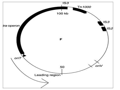 Plasmid Types Structure And Functions Ppt