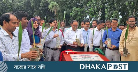 বজ্রপাত রোধে বাগেরহাটে এক লাখ তালের চারা
