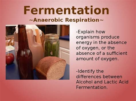 Introduction To Fermentation Ppt By Biodiva Tpt