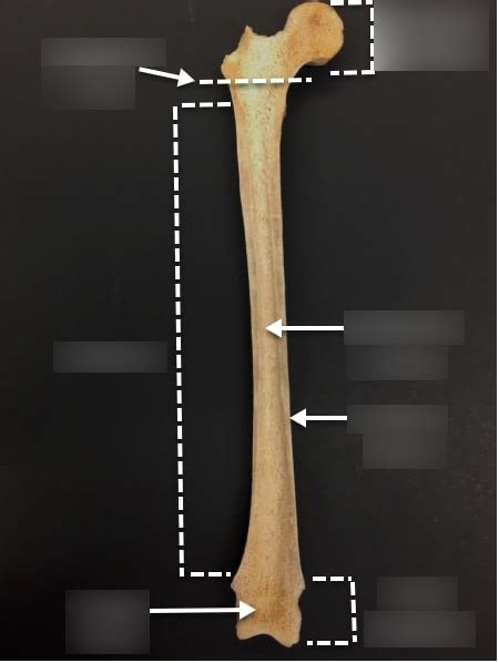Bone Structure And Ossification Diagram Quizlet