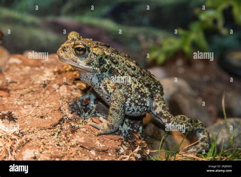 The Western Toad Anaxyrus Boreas Is A Large Toad Species Between 56