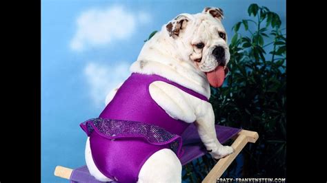 Sexy Dog Photos Youtube