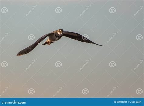 Lapwing On Flight Stock Image Image Of Feathers Colours 29016221