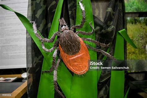 뇌염 바이러스 또는 라임 보렐리오증 질환 또는 원숭이 발열 전염성 피부돌이 진드기 거미 기생충 0명에 대한 스톡 사진 및 기타 이미지 Istock