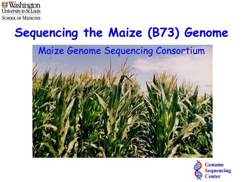 Ppt Sequencing The Maize B73 Genome Powerpoint Presentation Free Download Id 3400845