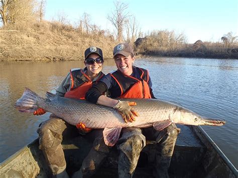 Art Landers Outdoors Kentuckys Alligator Gar Restoration Program