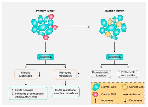In Cancer Cells Autophagy Exhibits A Dual Role In Metastasis And