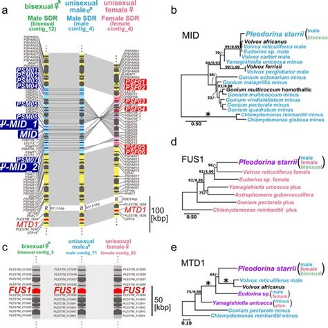 sex determining regions sdrs and homologs of sex specific genes in download scientific