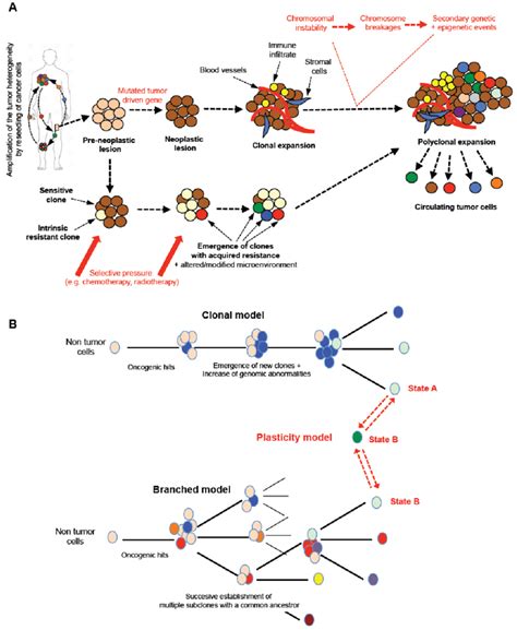 Tumor Models And Tissue Heterogeneity A From A Pre Neoplastic Lesion