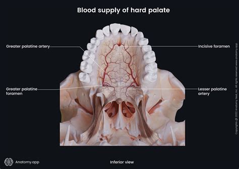 Palate Anatomy App