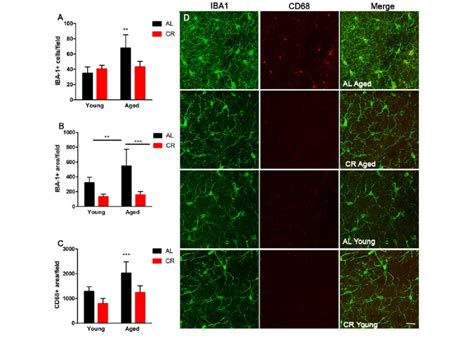 Microglia Activation Is Mitigated By Calorie Restriction A Download Scientific Diagram