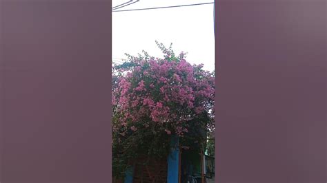 সোনা রঙের গেট ফুল Shorts Shortsvideo Vlog Flowers Niralarock Youtube