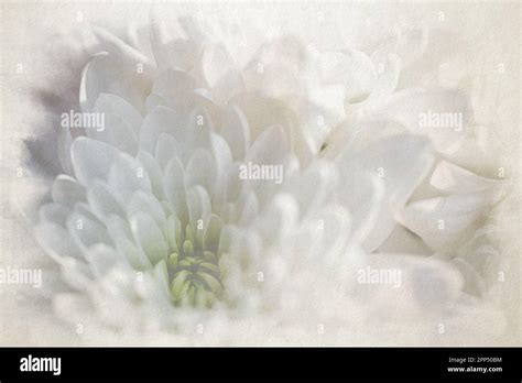 Digital Watercolour Painting Of White Aster Flowers In Bloom With A