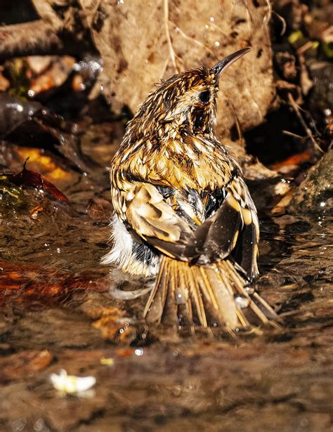 Treecreeper Taking A Bath Malcolm Gillies Flickr