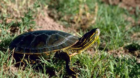 how to determine a turtle s sex howcast