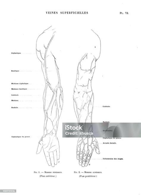Afbeelding Van Het Menselijk Lichaam Anatomie Van Antieke Franse