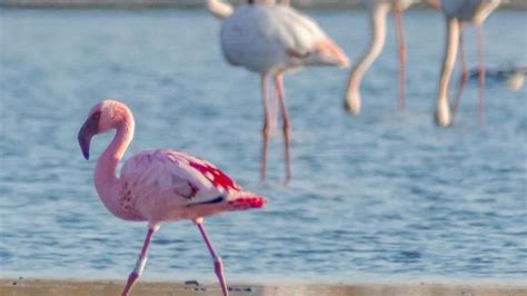 El Flamenco Enano Llega Por Primera Vez A La Laguna Rosa De Torrevieja