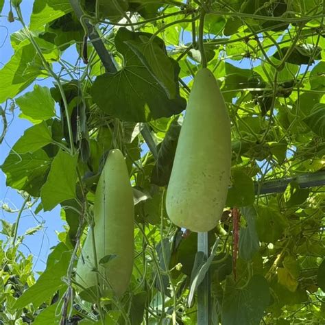 Martina Martina010225 • Threads Say More