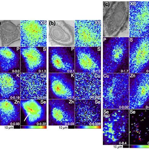 Library Of Se K Edge X Ray Absorption Spectra Of Model Selenium Download Scientific Diagram