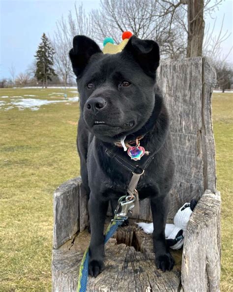 Chow Chow Mixes 28 Different Chow Hybrids With Pictures