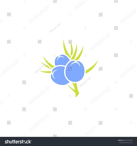 Juniper Vector Drawing Isolated Vintage Illustration Of