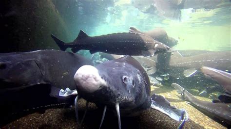 217회 1 철갑상어 강원도 영월 2 삼세기 경상남도 하동 3 꽃상추 충청남도 논산 4 뻥설게 충청남도 태안 그린실버 고향이 좋다 만나면