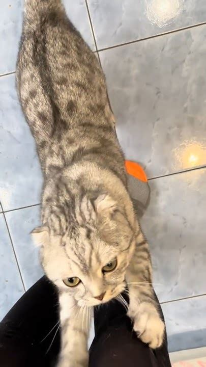 Не понимаю откуда там ь знак 🙈😅 Cat смешныевидео кот котик веселыекоты Youtube