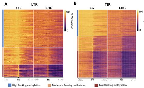 Monitoring The Interplay Between Transposable Element Families And Dna Methylation In Maize