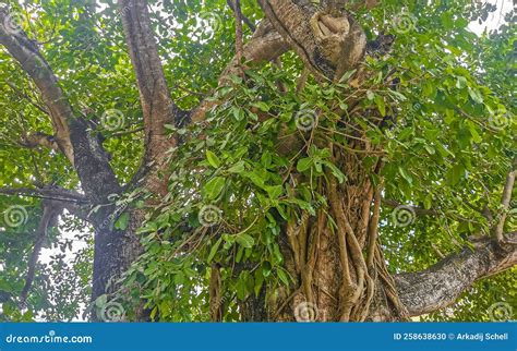 Immense Ficus Maxima Fig Tree Playa Del Carmen Mexique Photo Stock