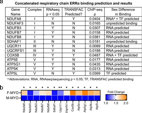 Sex Differences In Mitochondrial Gene Expression During Viral