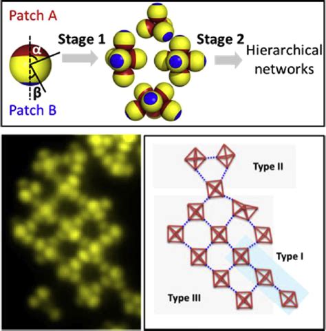 Top Schematics Of The Staged Self Assembly Of Triblock Spheres Download Scientific Diagram