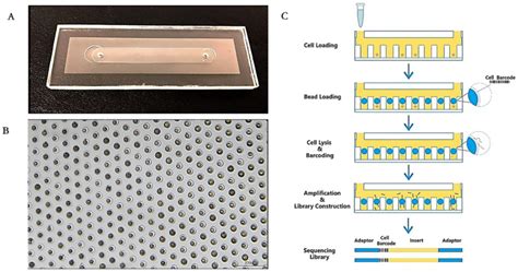 Frontiers Microalgae In Microwell Arrays Exhibit 52 Off