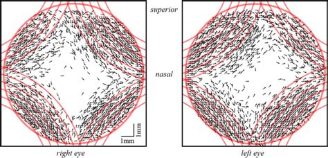 Vector Representation Of Axis Orientation Measured At The Backside Of Download Scientific