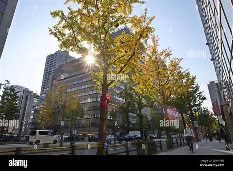 ginkgo gingko trees have been replanted from female to male to