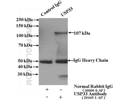 Usp33 Antibody 20445 1 Ap Proteintech