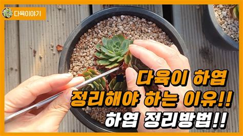 다육이 하엽을 정리해야 하는 이유와 다육이 초보도 쉽게 할 수 있는 정리 방법 Youtube